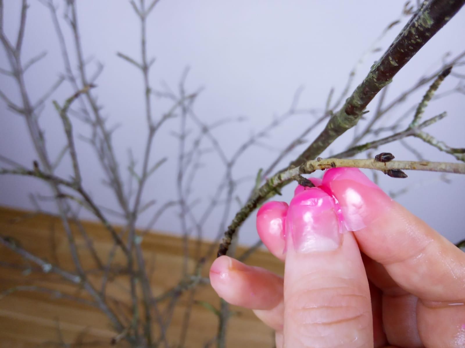 DIY Sakura Tree : 5 Steps (with Pictures) - Instructables