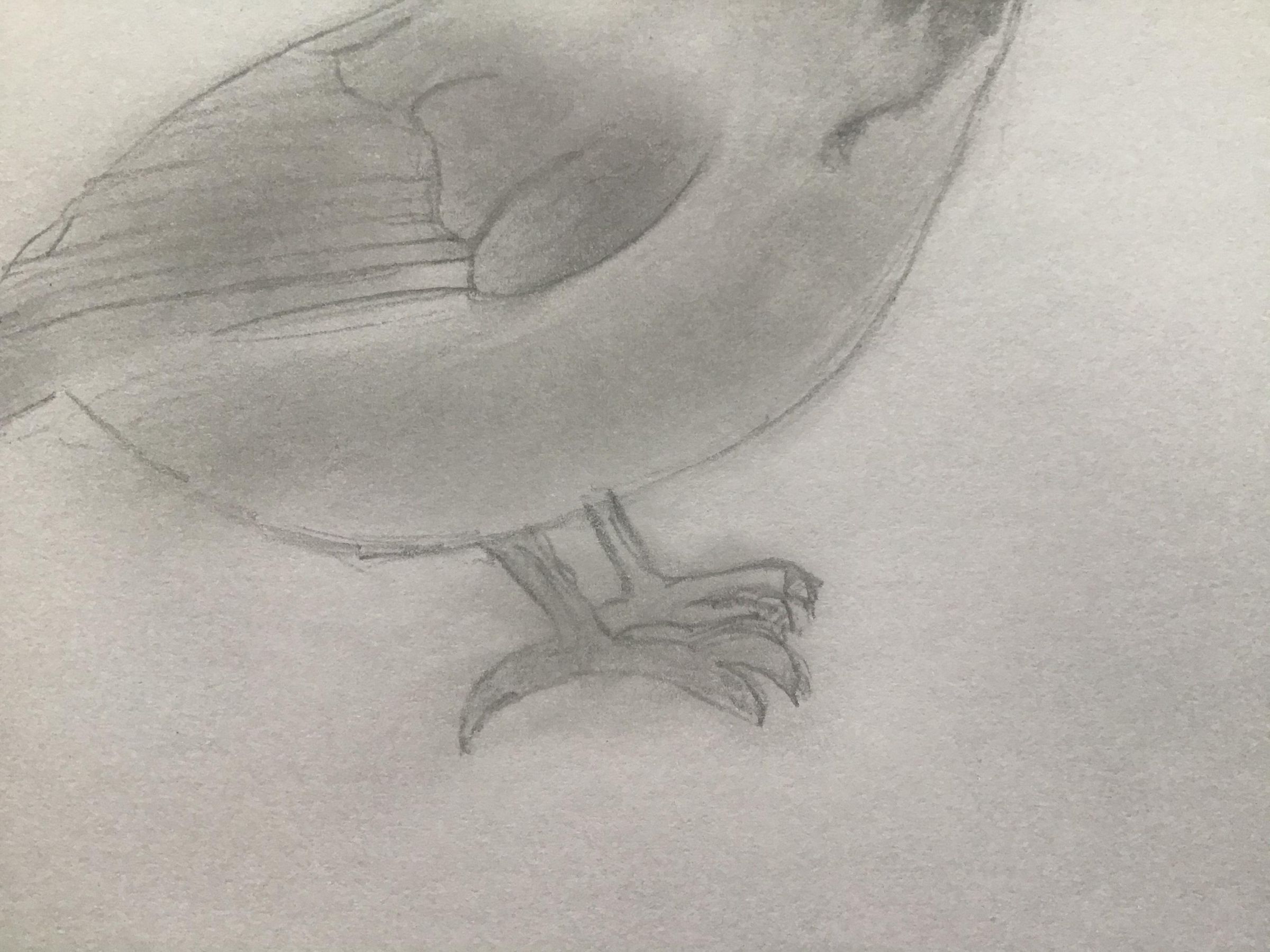 How to Draw a Chickadee : 7 Steps - Instructables