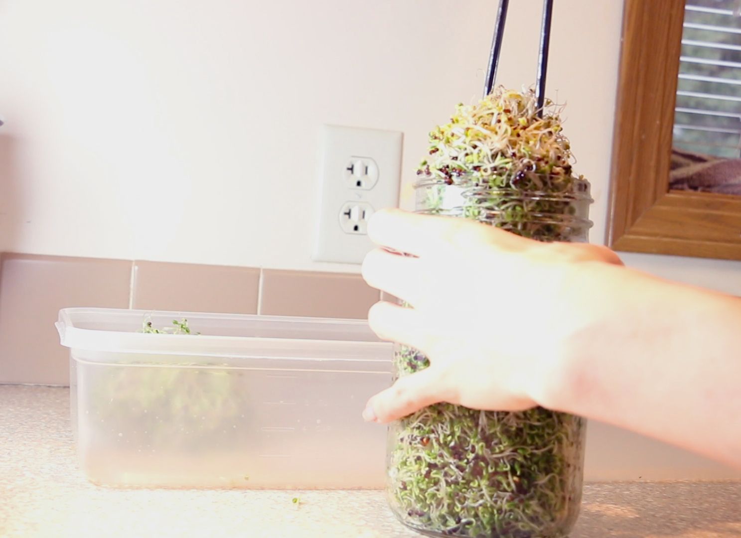 How to Grow Broccoli Sprouts in a Jar : 6 Steps (with Pictures ...