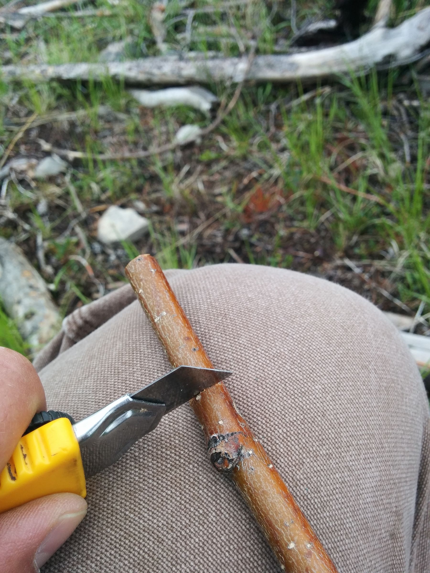 Stick Bark Whistle : 10 Steps (with Pictures) - Instructables