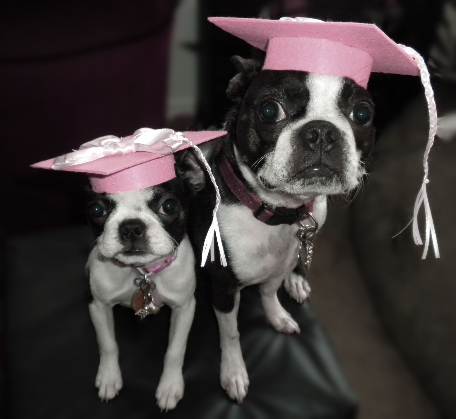 Pet Graduation Caps! : 4 Steps (with Pictures) - Instructables