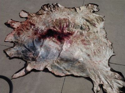 How to Tan and Make a Cow Hide Dress : 12 Steps (with Pictures ...