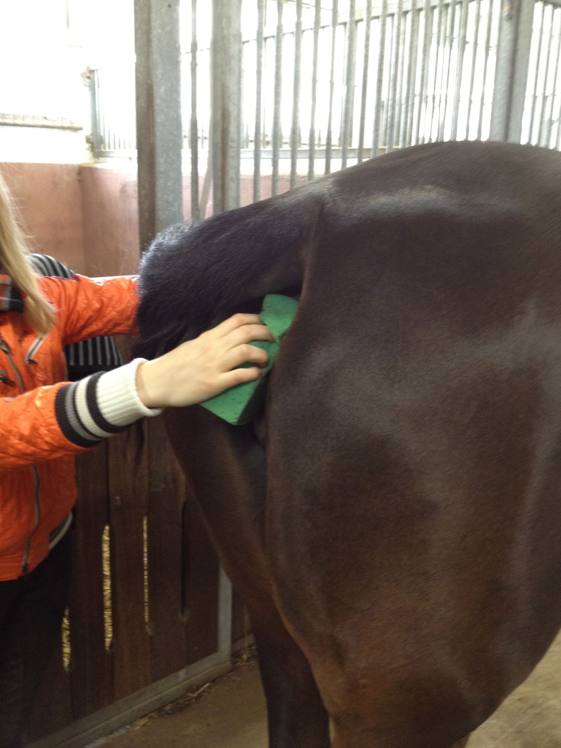 Grooming a Horse : 6 Steps (with Pictures) - Instructables
