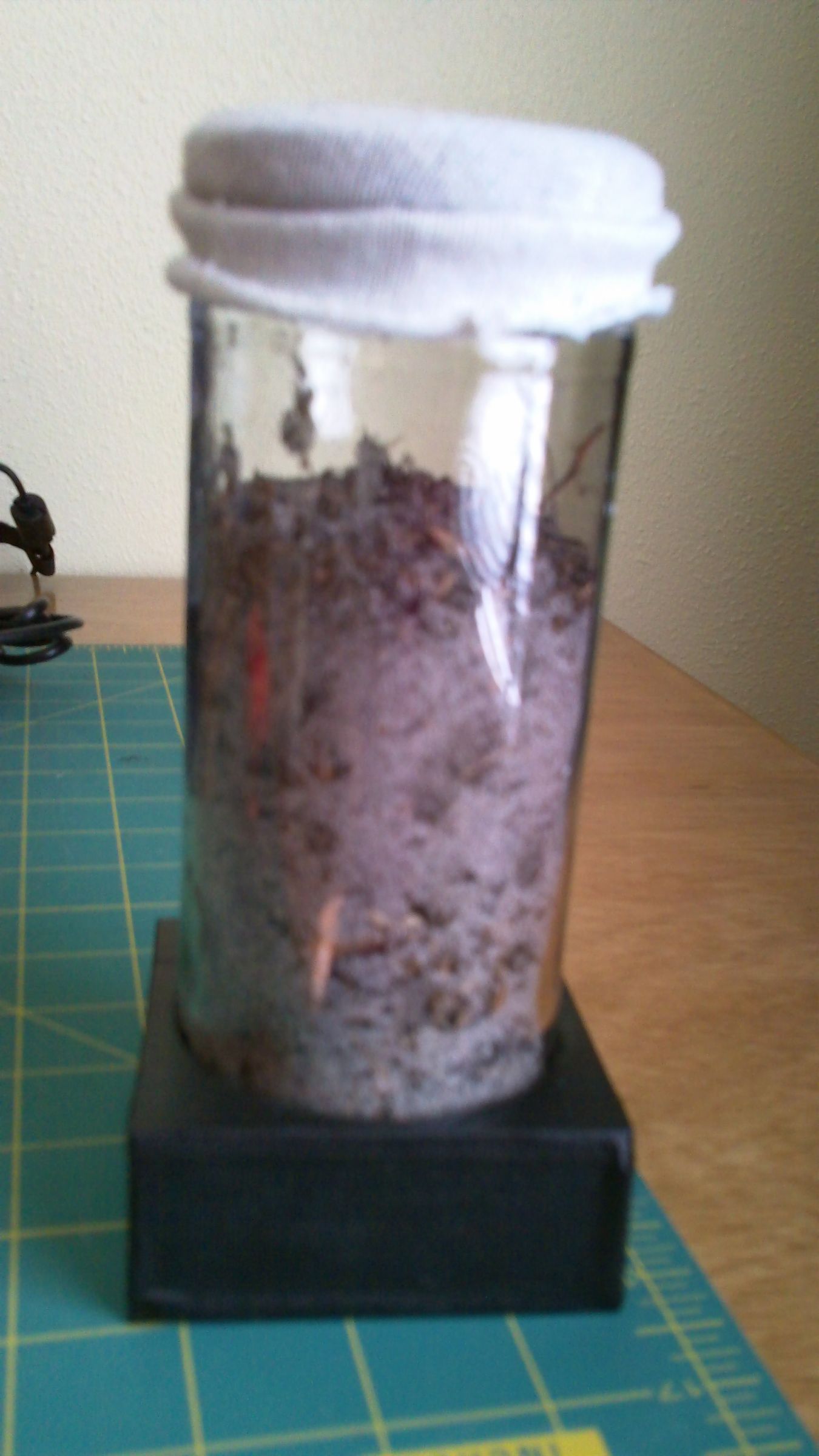 fire ant farm DIY Project to Discover - FindingDIY