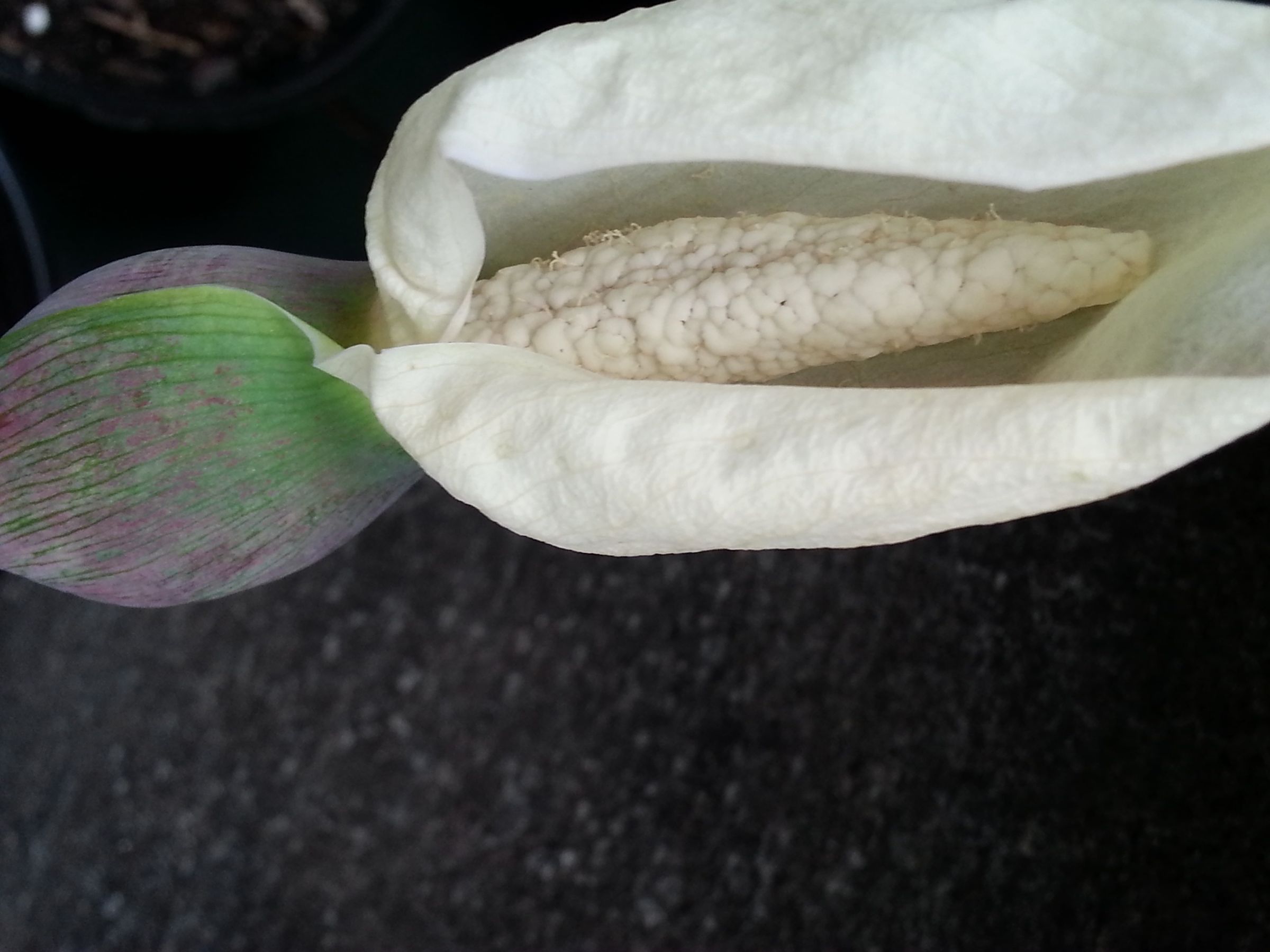 Hybridizing Caladiums -(making Caladium Babies) : 13 Steps (with ...