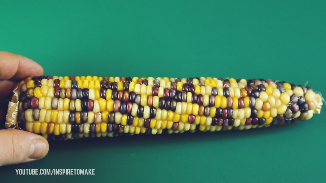 Popcorn on the Cob : 5 Steps (with Pictures) - Instructables