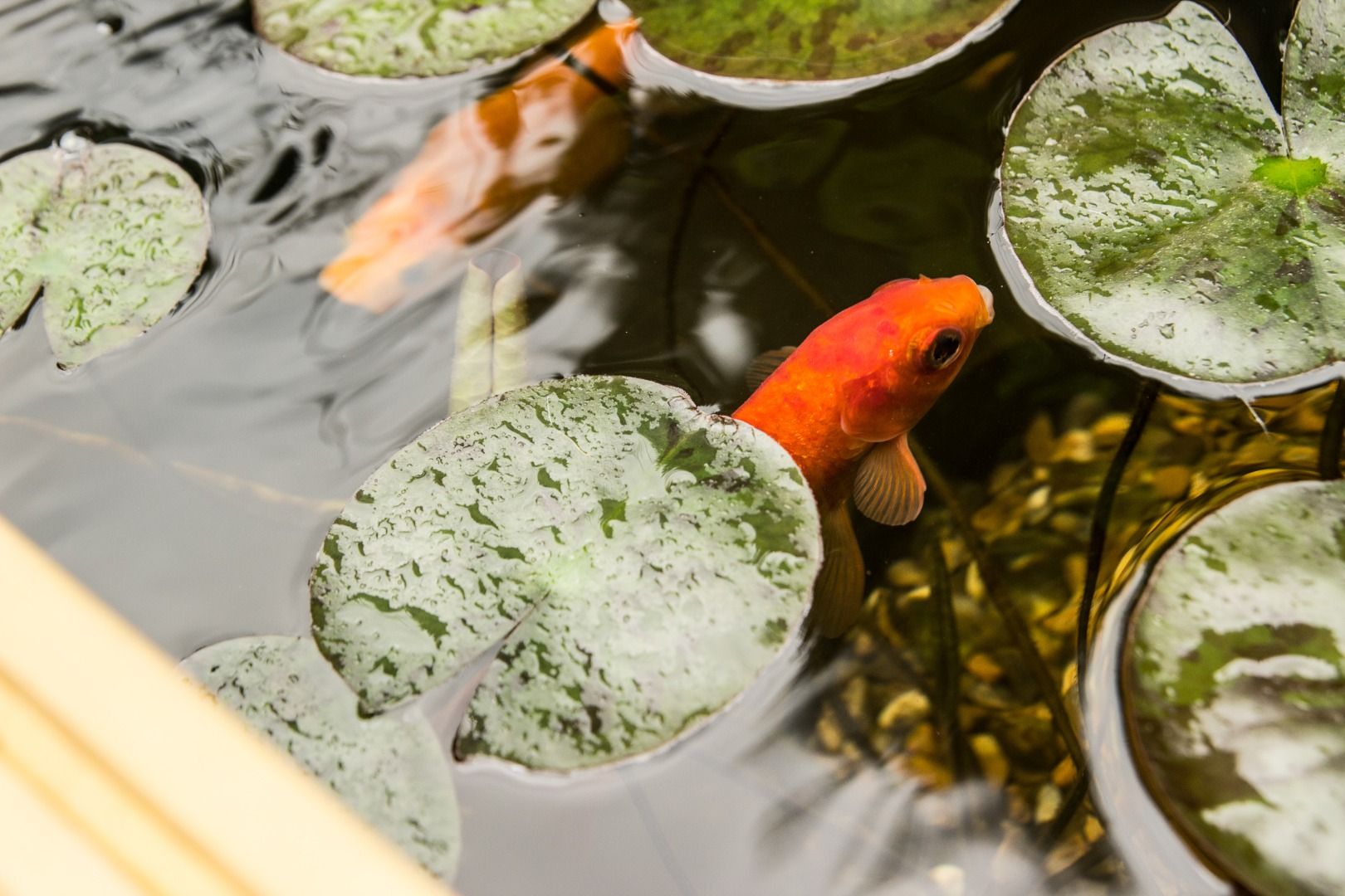 Raised Timber Pond With Waterfall and Bench : 8 Steps (with Pictures ...