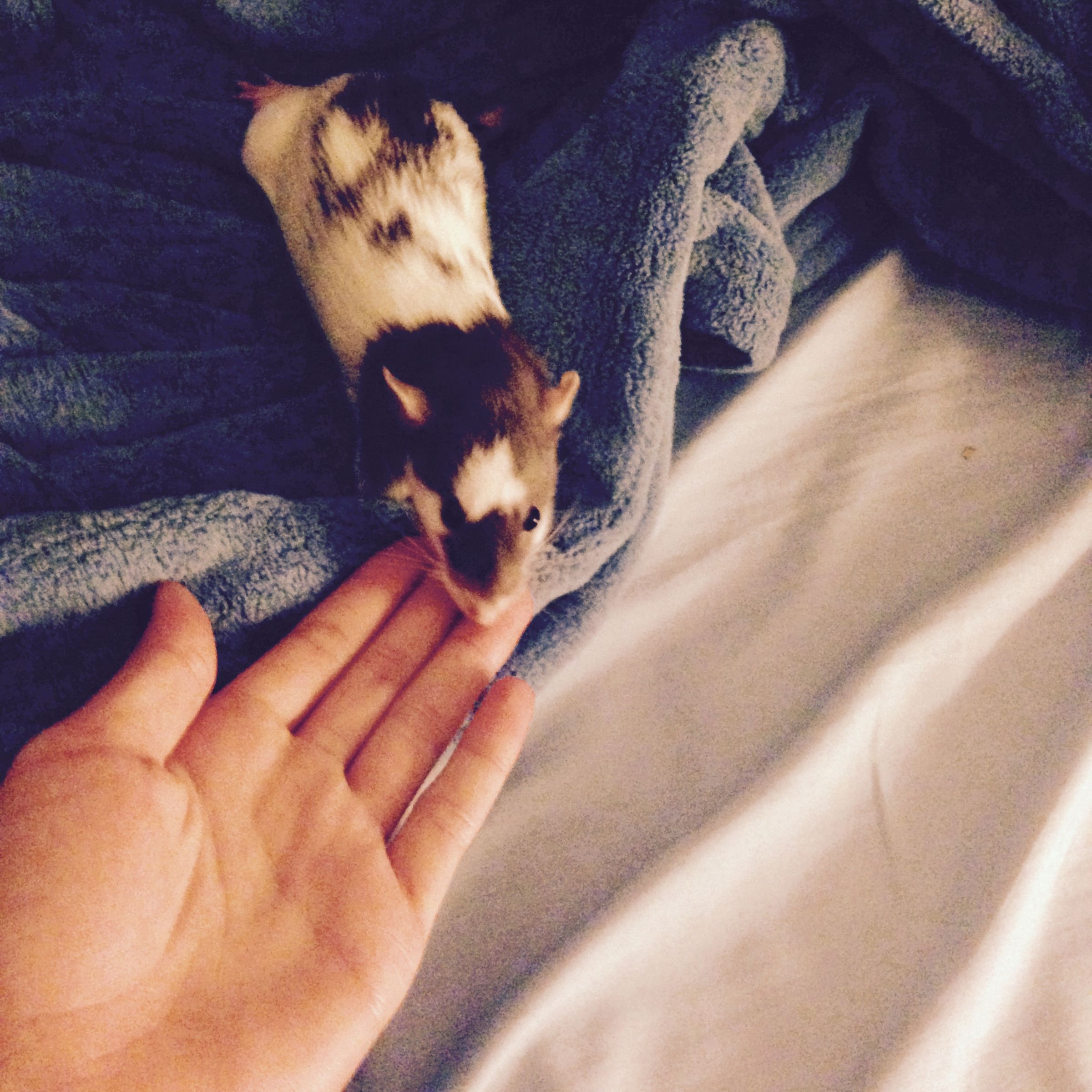 How to Train Your Rat and Other Rodents : 6 Steps - Instructables