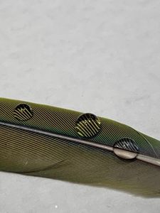 Waterproof Bird Feathers : 4 Steps - Instructables