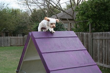 DIY Dog Agility A-Frame : 7 Steps (with Pictures) - Instructables