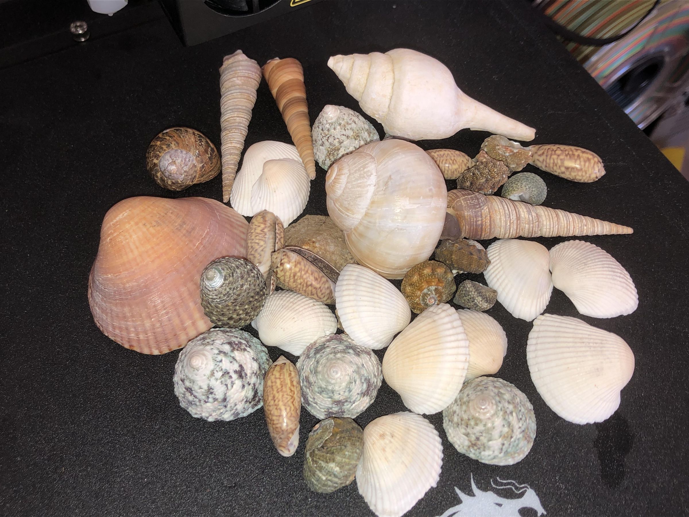 How to Generate and 3D Print Seashells and ... Other Mollusks! : 7 ...