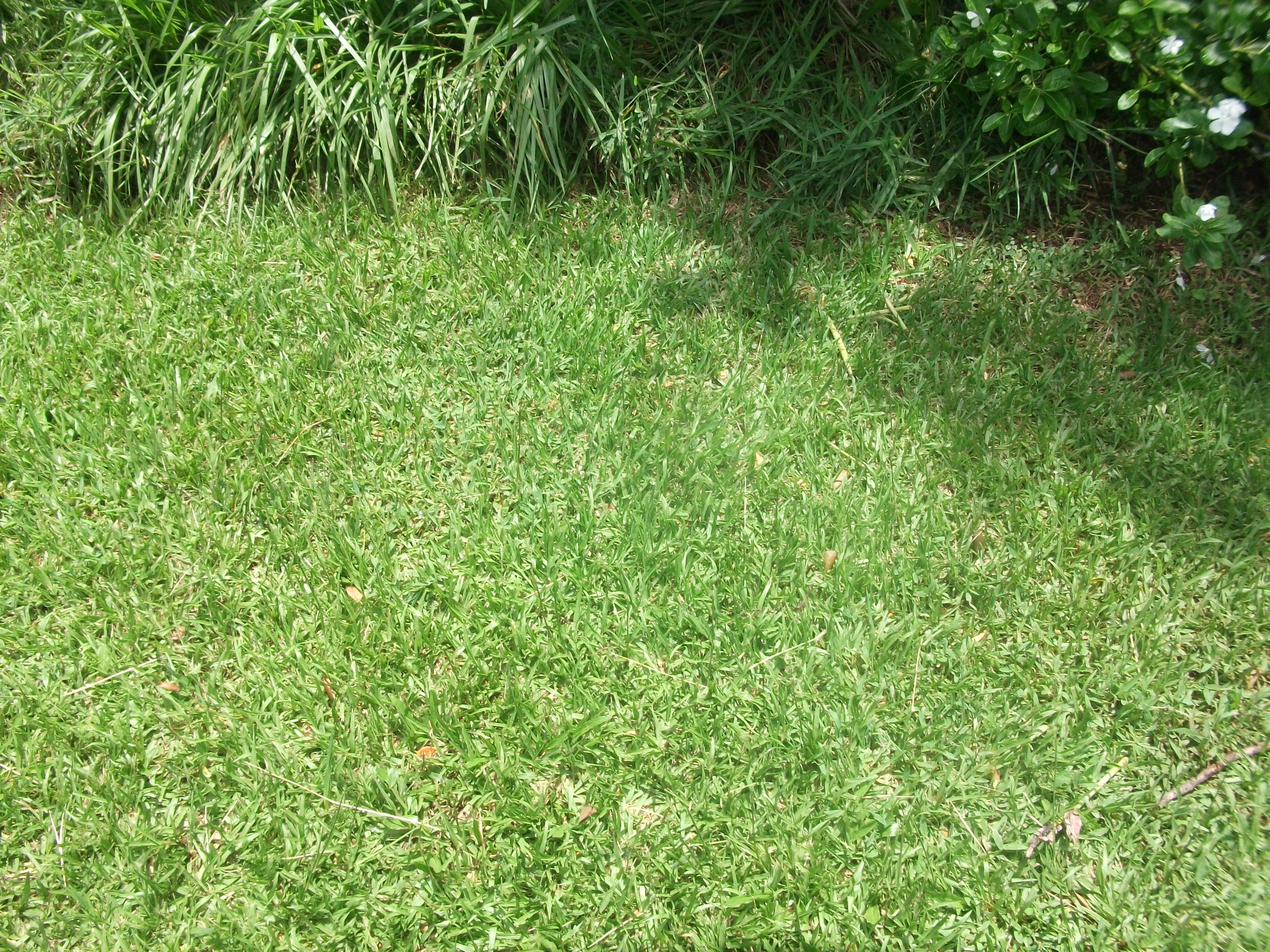 How to Efficiently Extract Worms From the Dirt : 7 Steps - Instructables