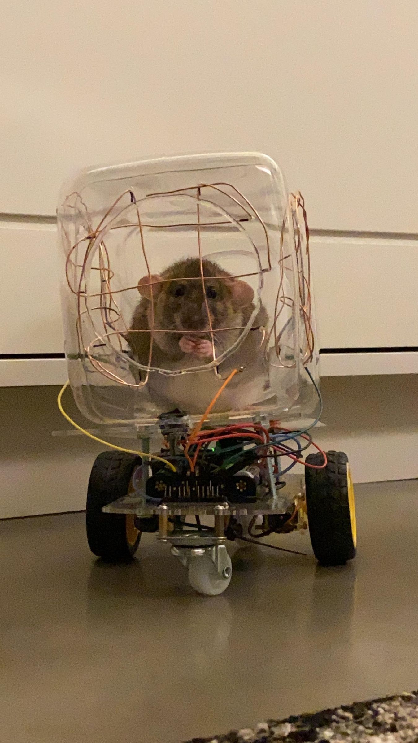 Build a Car With Touch Sensitive Steering for Your Rat : 10 Steps (with ...