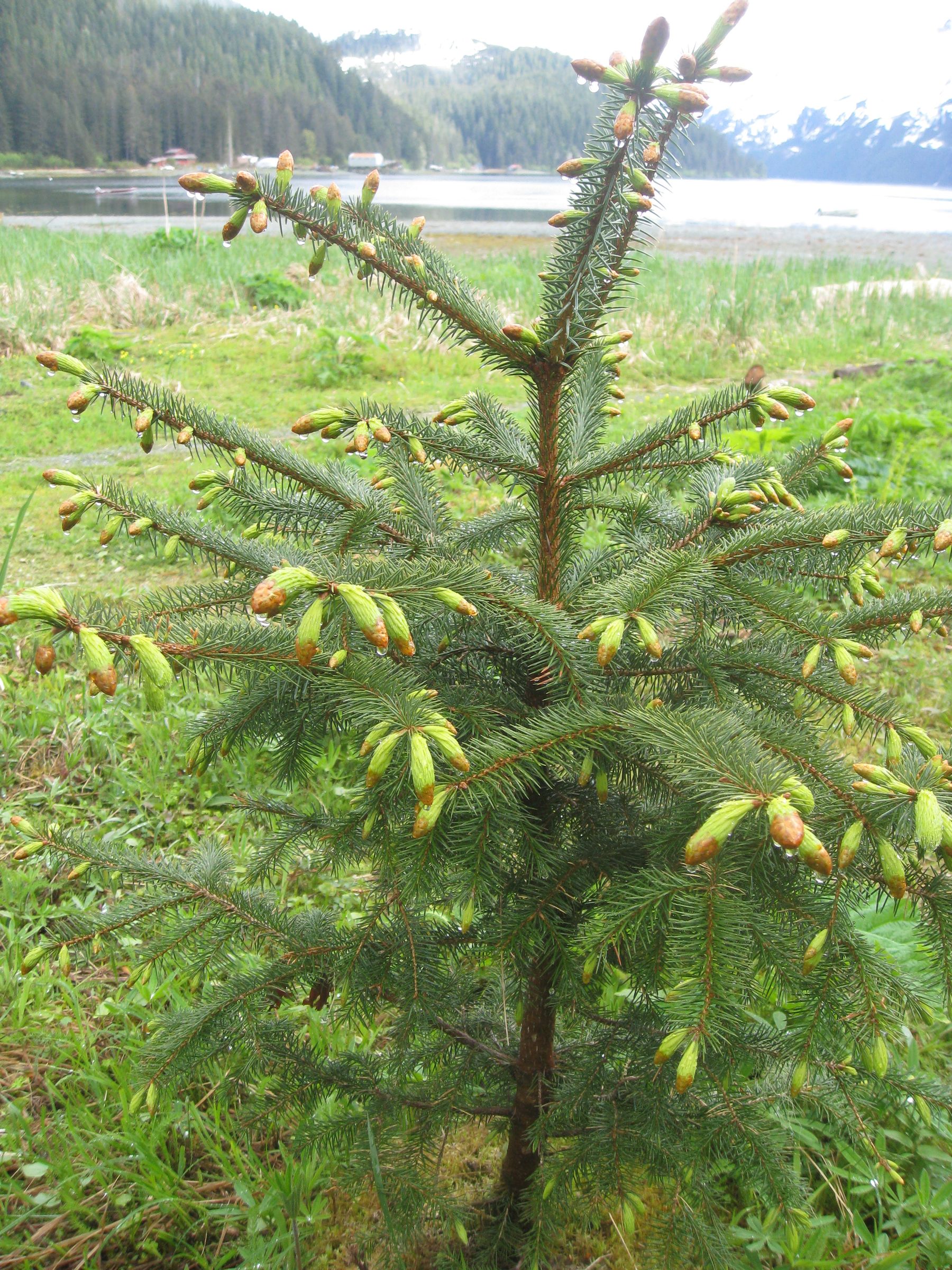 Spruce Tip Syrup : 6 Steps (with Pictures) - Instructables