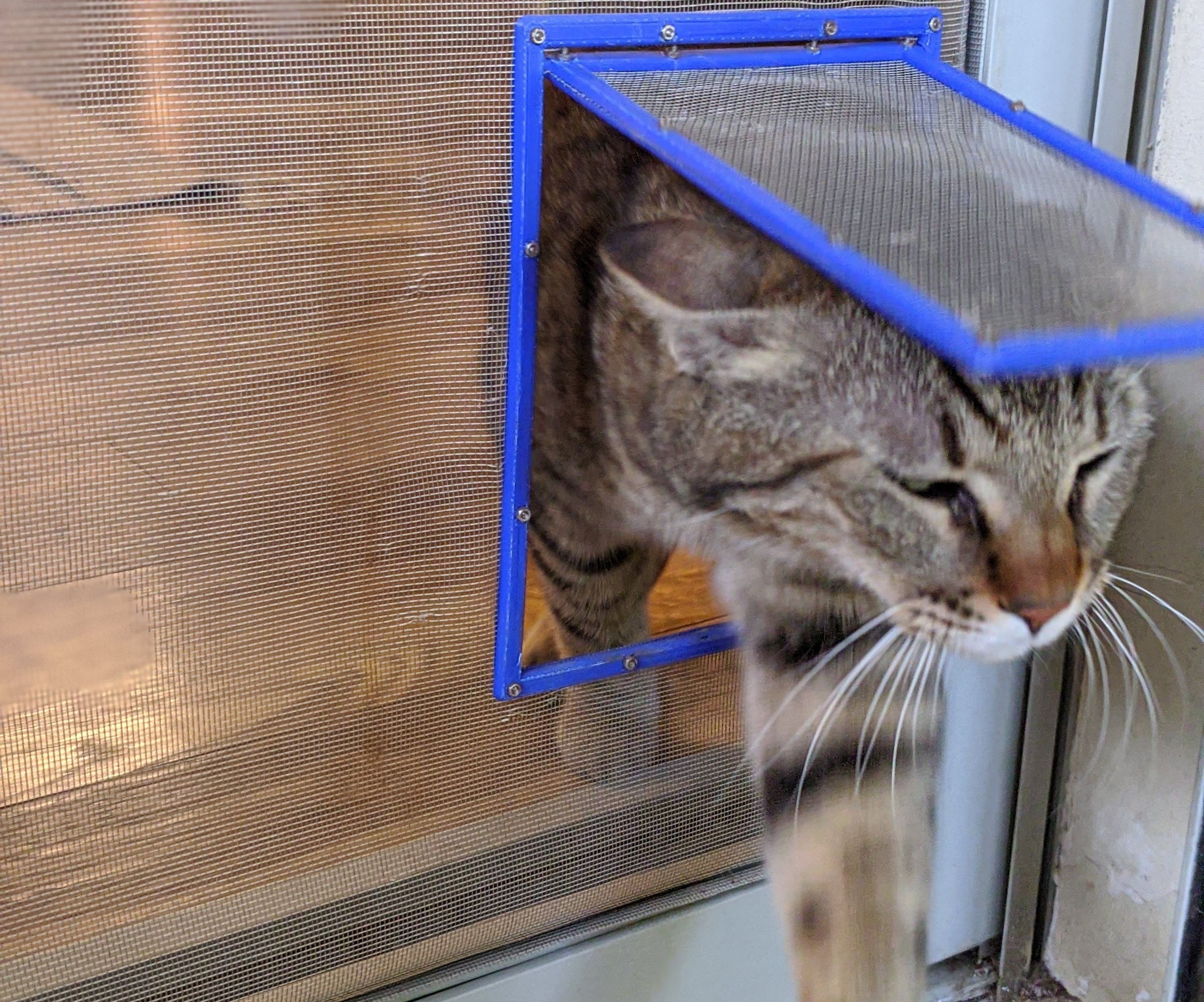 My By Cat Net Cat Meme Stock Pictures And Photos My By Cat Net Cat Meme Stock Pictures And Photos