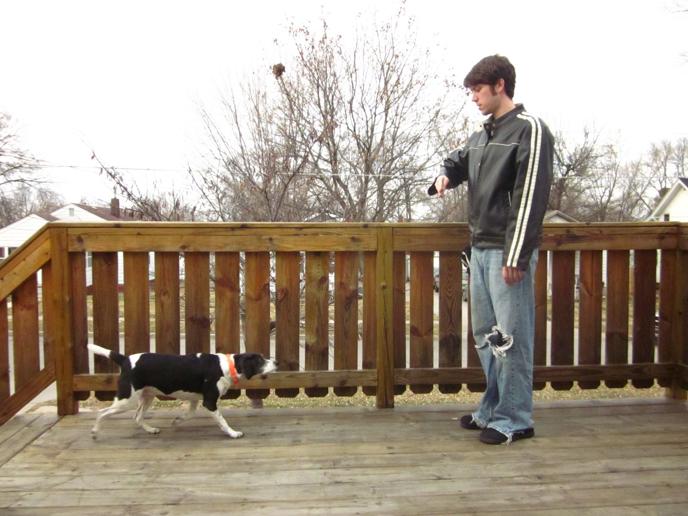 Basic Obedience Training for Dogs : 6 Steps (with Pictures) - Instructables