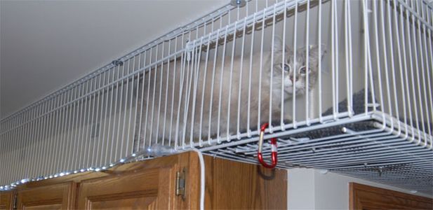 Cat Enclosure - Tunnel, Save Space ('CatWalk Is My Road' - AKahn ...
