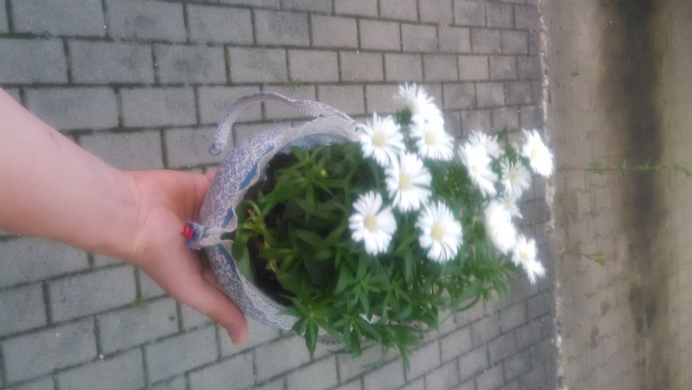 Guerilla Gardening With a Bra : 6 Steps (with Pictures) - Instructables