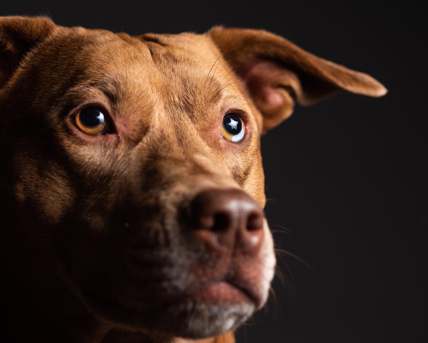 Changing the Shape of Catch Lights in Photography : 7 Steps (with ...