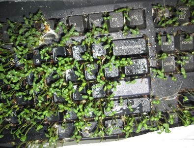 Grow a Keyboard : 10 Steps (with Pictures) - Instructables