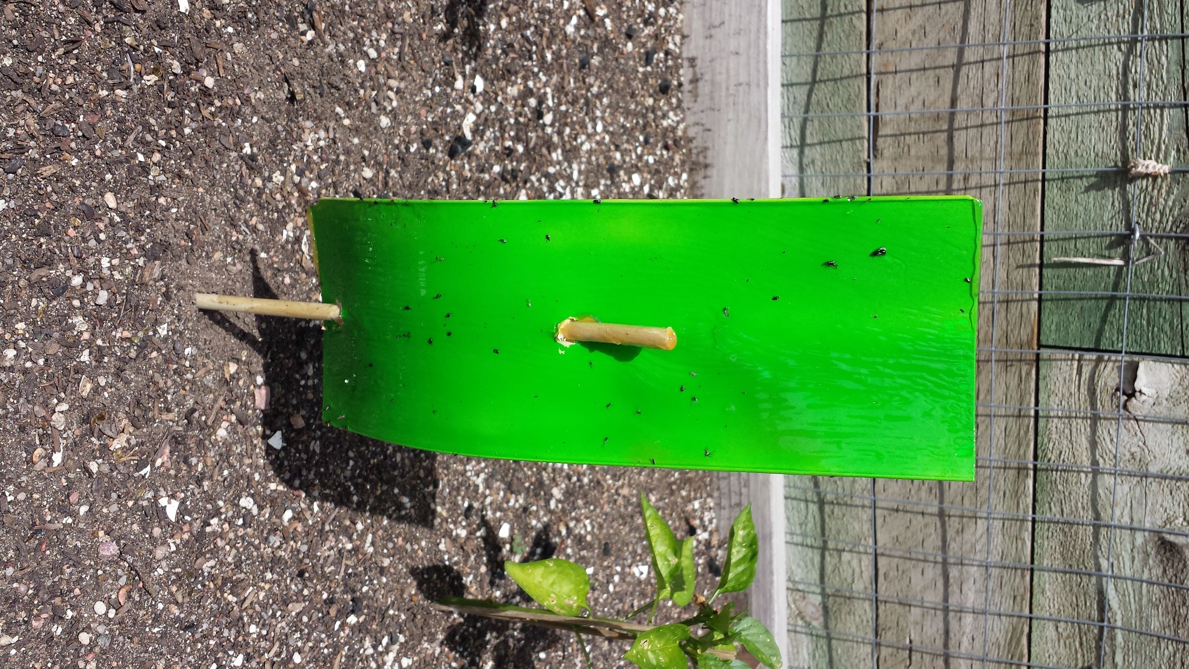 Home-made Insect Sticky Traps! : 4 Steps (with Pictures) - Instructables