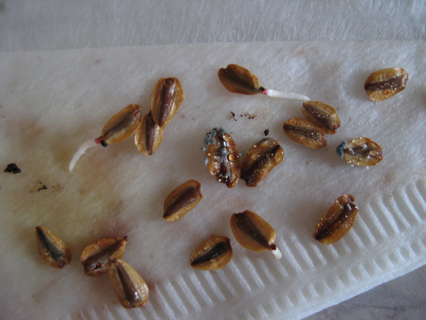 Grow Your Own Giant Sequoia Tree : 6 Steps (with Pictures) - Instructables