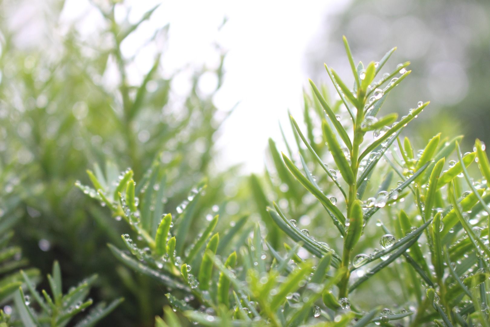 A Complete Beginner's Guide to Raw Files and Raw Processing : 11 Steps ...