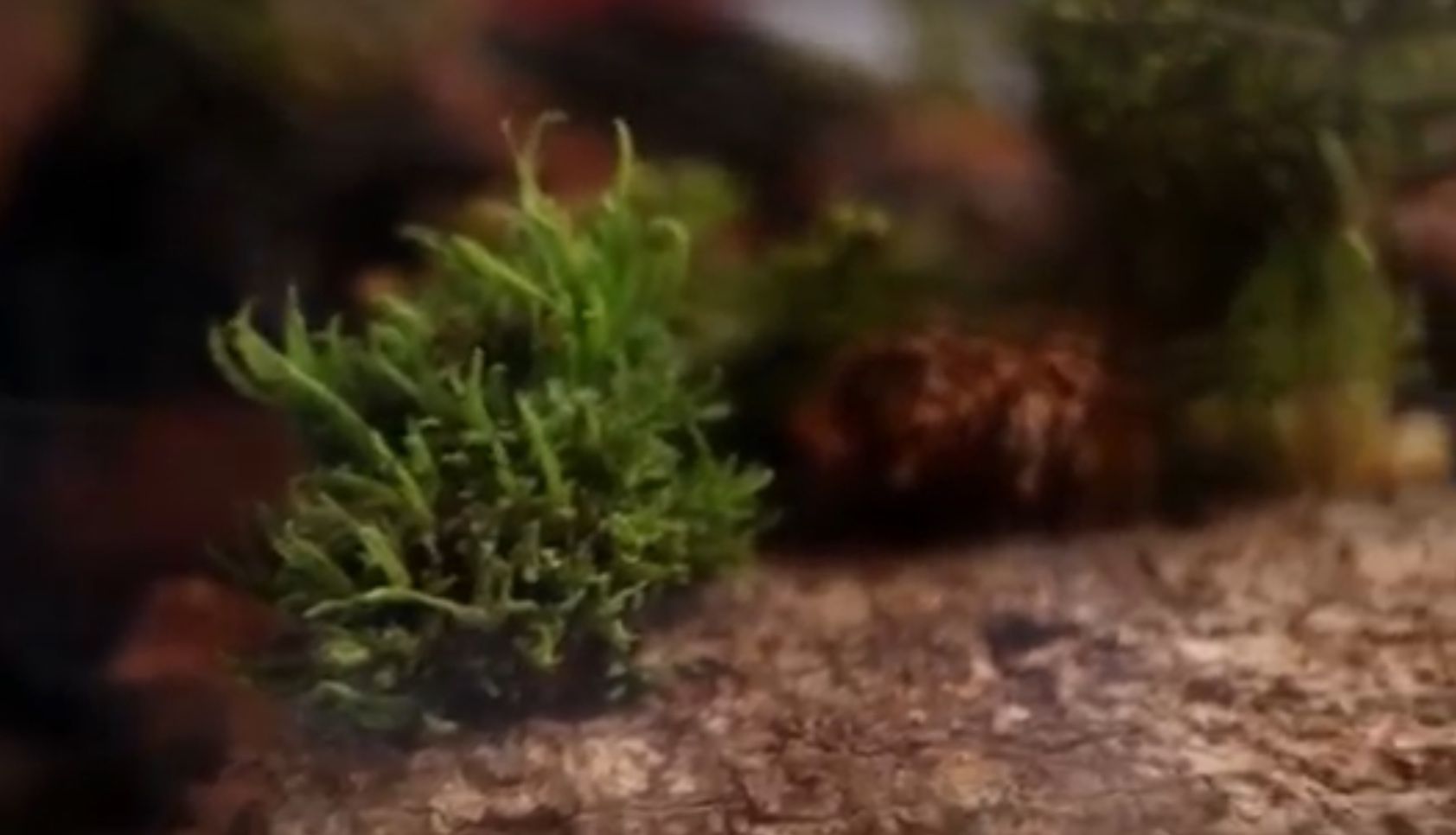 Eternal Terrarium With Ant Colony Inside! : 4 Steps (with Pictures ...