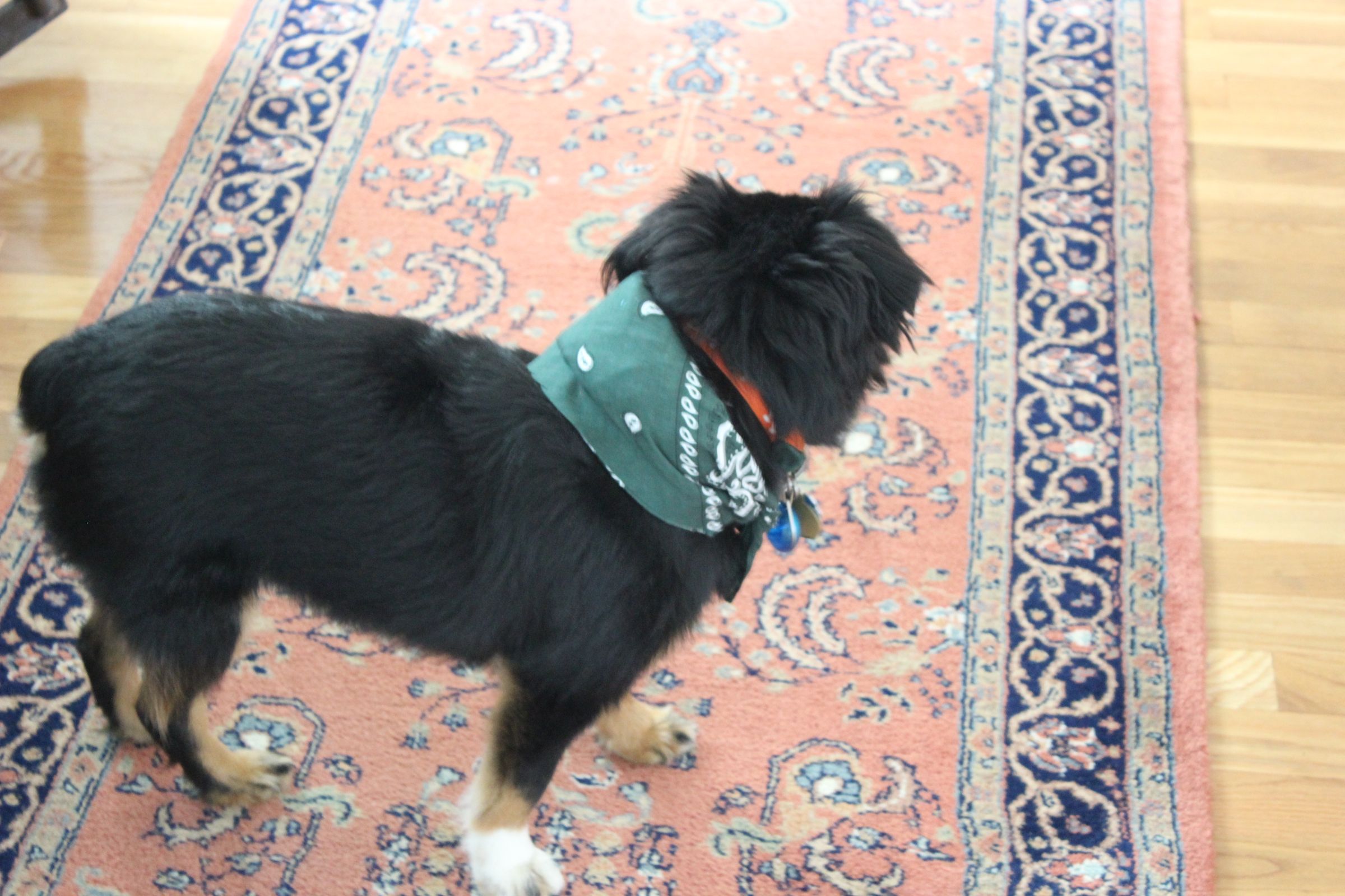 Dog (Or Human) Bandanna Ice Pack : 10 Steps (with Pictures) - Instructables
