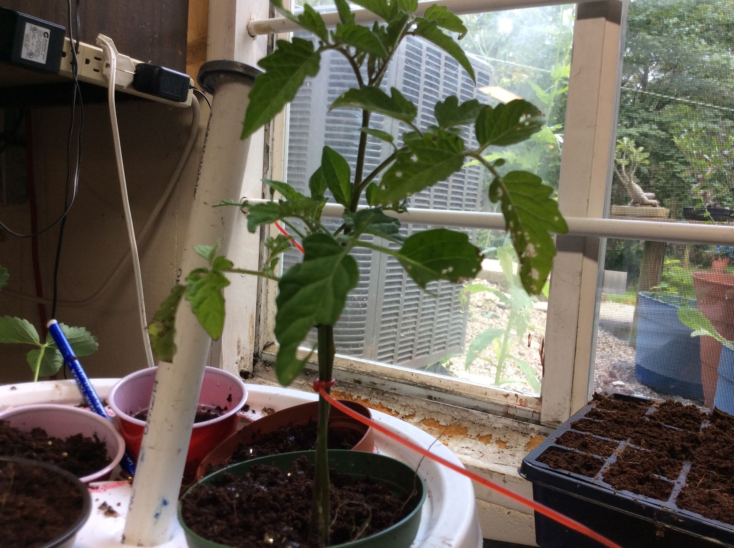 Diy Bucket Hydroponics : 6 Steps - Instructables