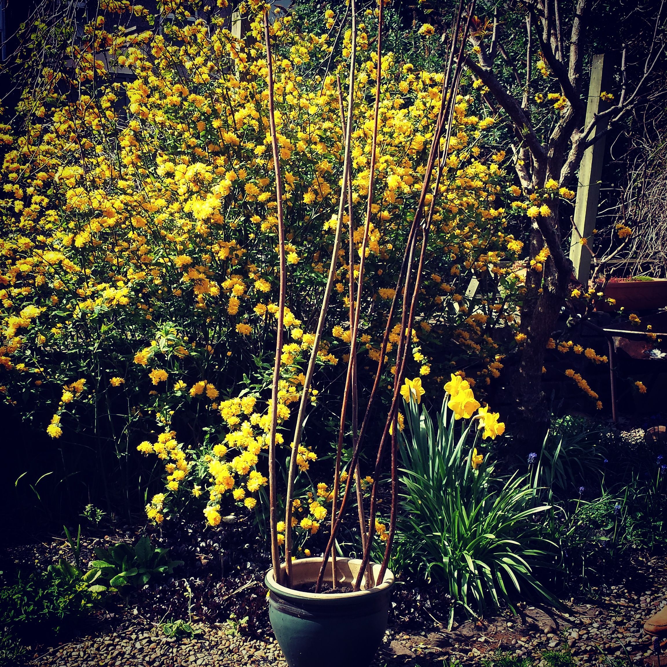 Willow Plant Support : 9 Steps - Instructables