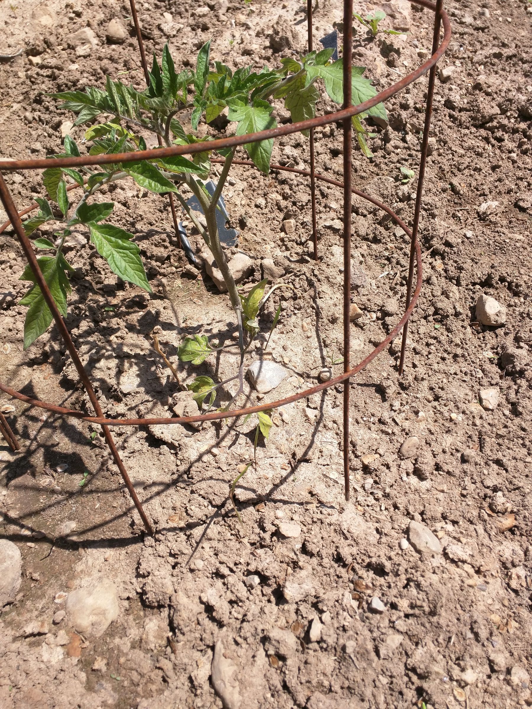 Make Your Own Tomato Cages : 4 Steps (with Pictures) - Instructables