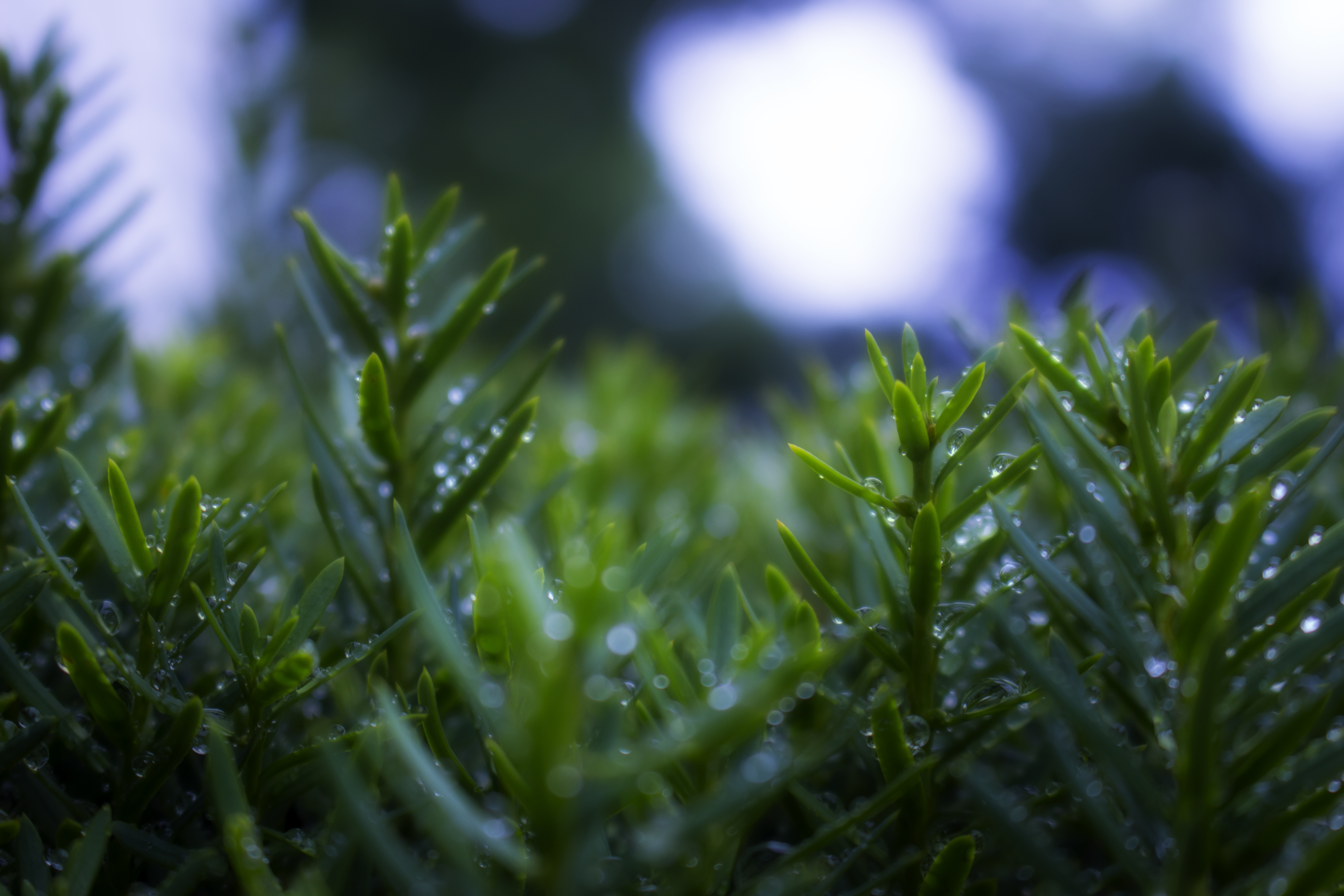 A Complete Beginner's Guide to Raw Files and Raw Processing : 11 Steps ...