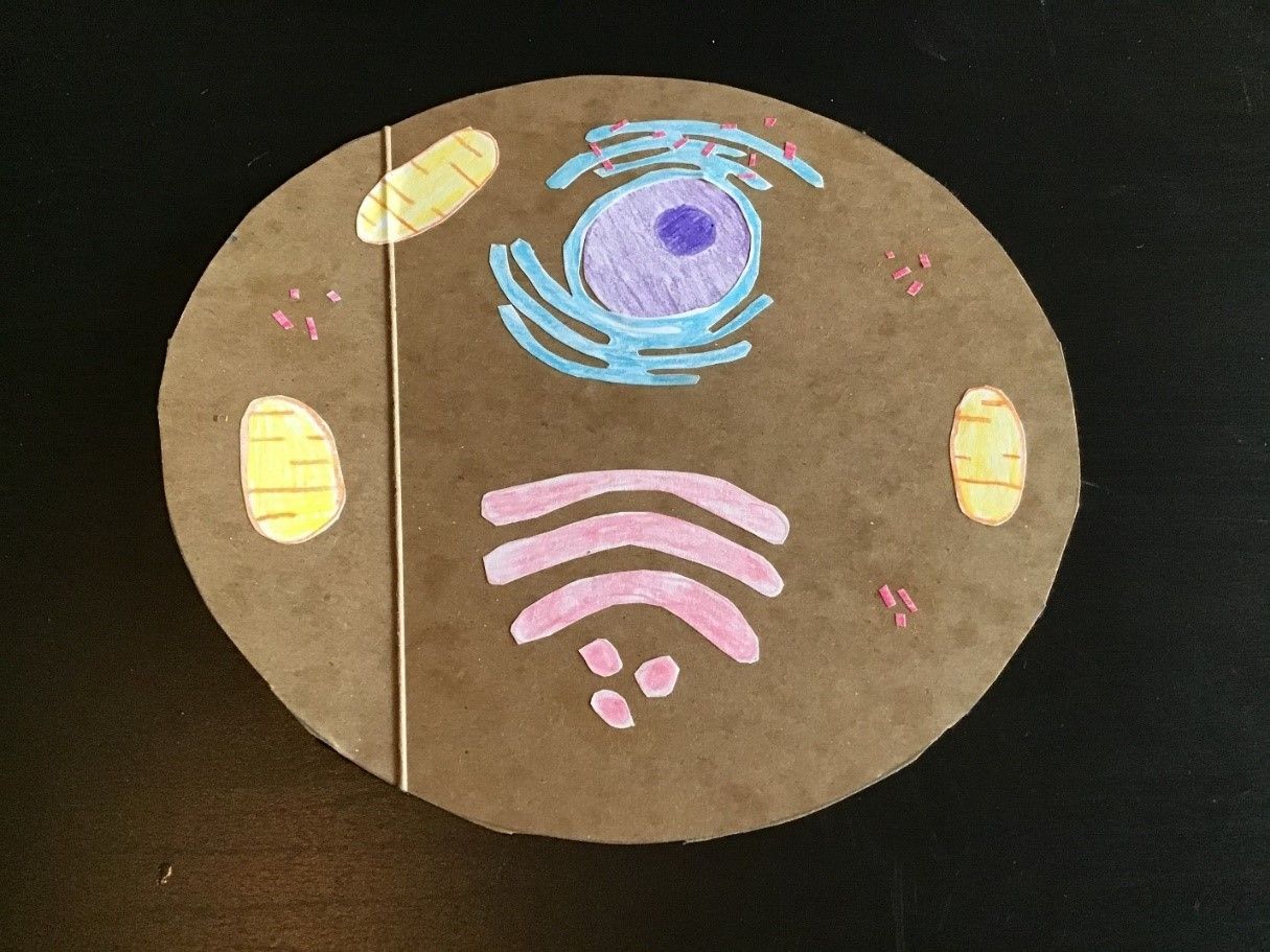 Build a Model of a Human Cell : 8 Steps (with Pictures) - Instructables