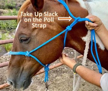 How to Halter a Horse -Fit & Tie a Rope Halter- : 6 Steps (with ...