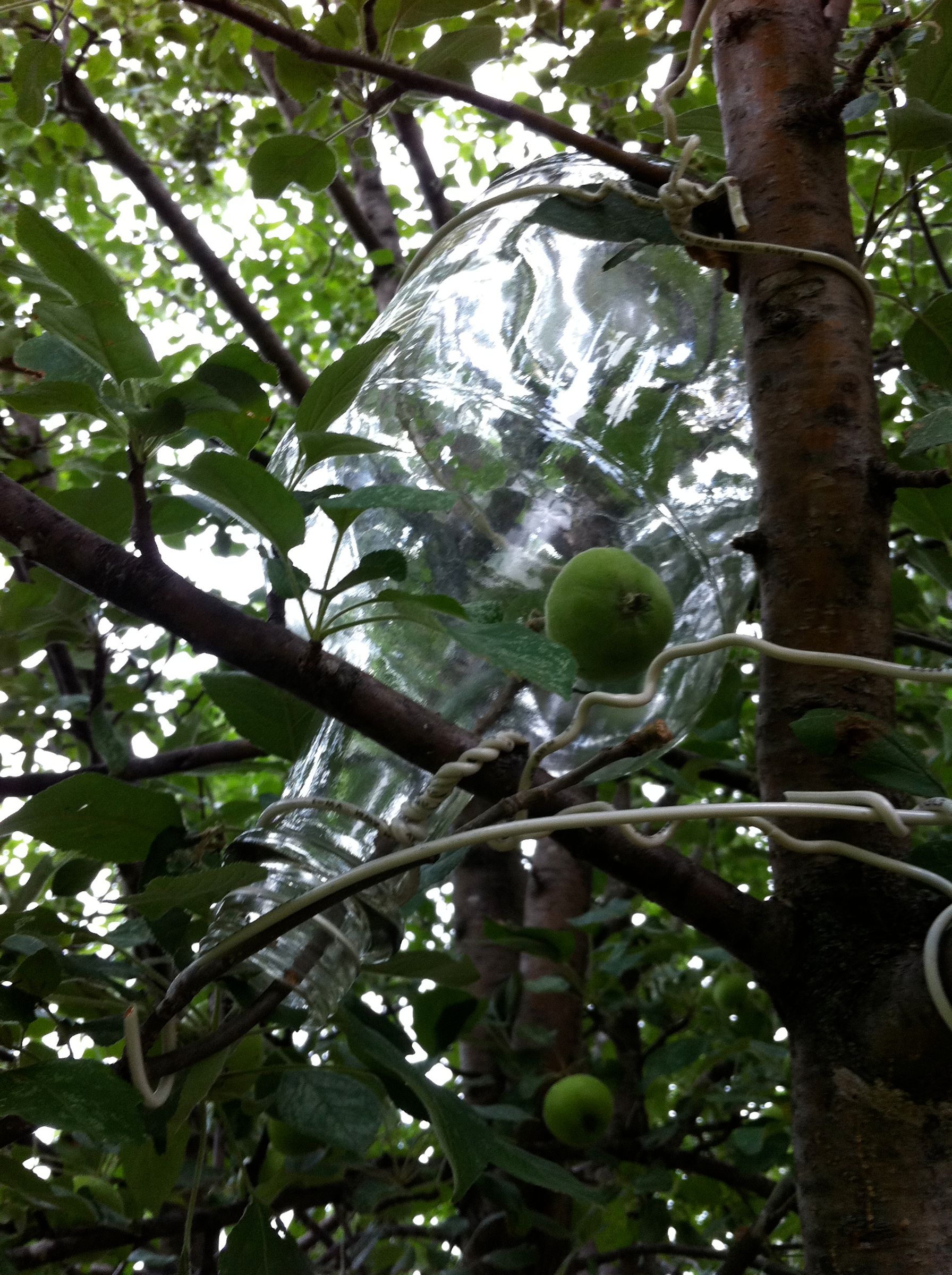 How to Grow an Apple in a Bottle : 15 Steps (with Pictures) - Instructables