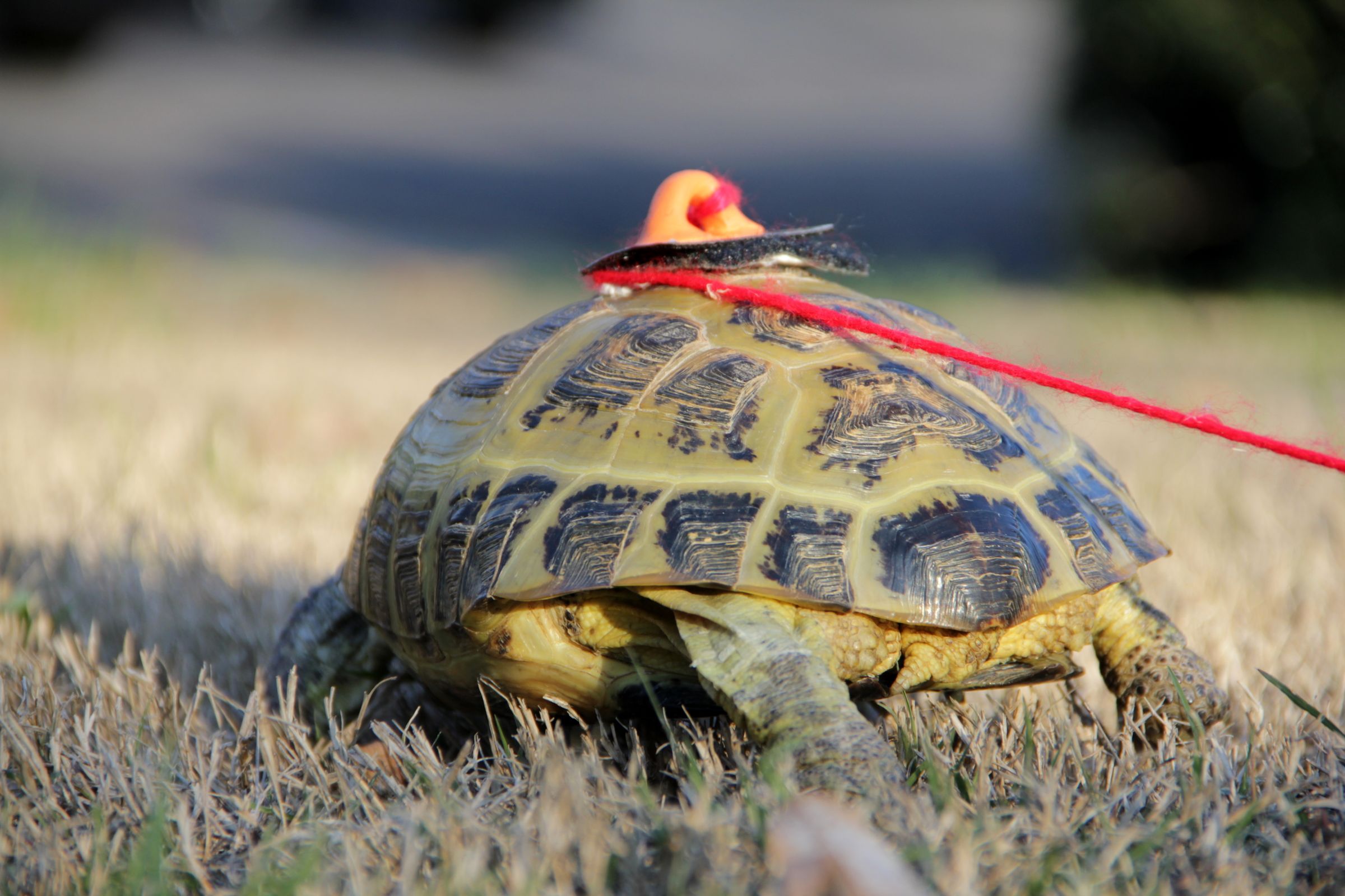 Tortoise Tracker (Analogue Version) : 5 Steps (with Pictures ...