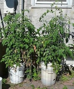 Self-watering Bucket Planter : 6 Steps (with Pictures) - Instructables