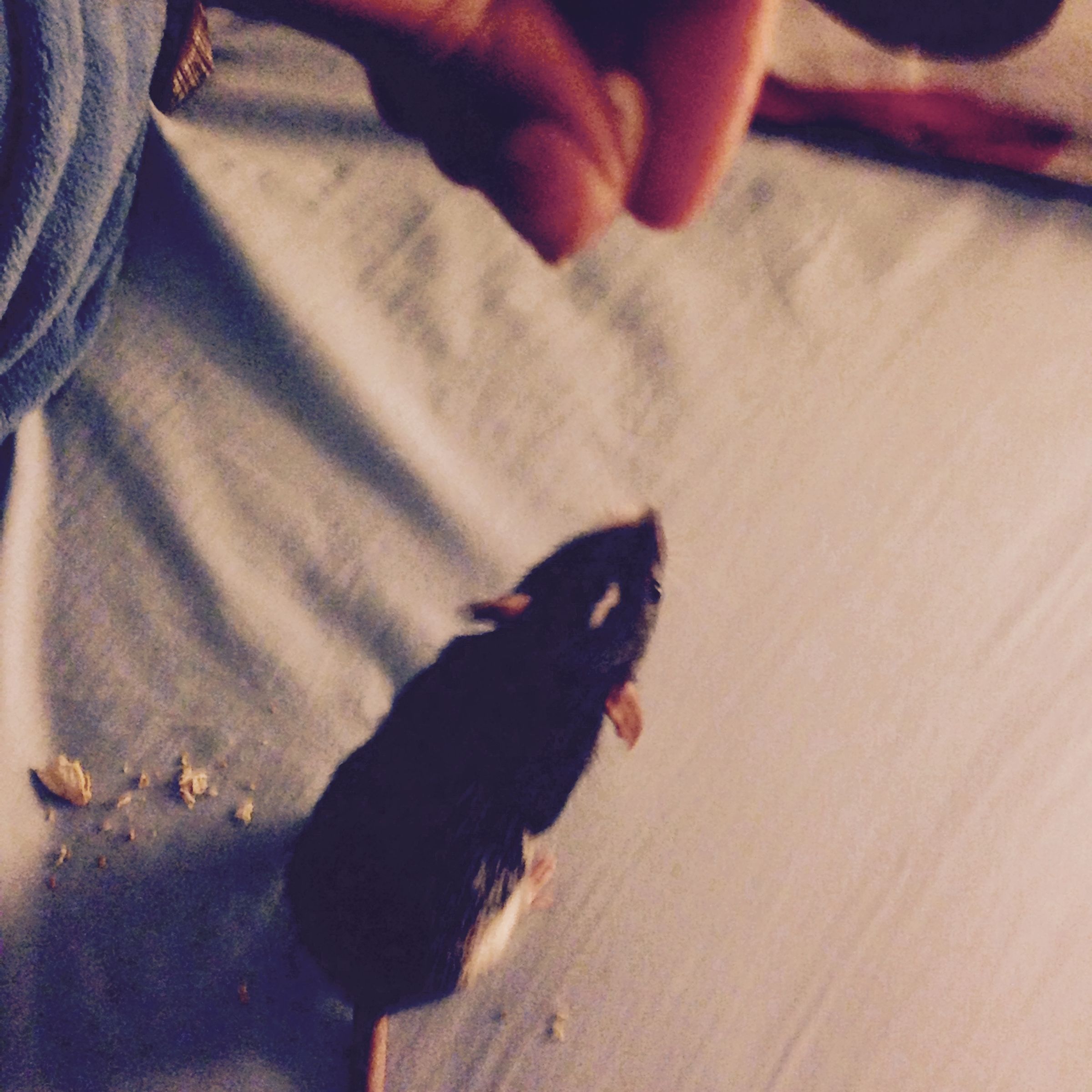 How to Train Your Rat and Other Rodents : 6 Steps - Instructables