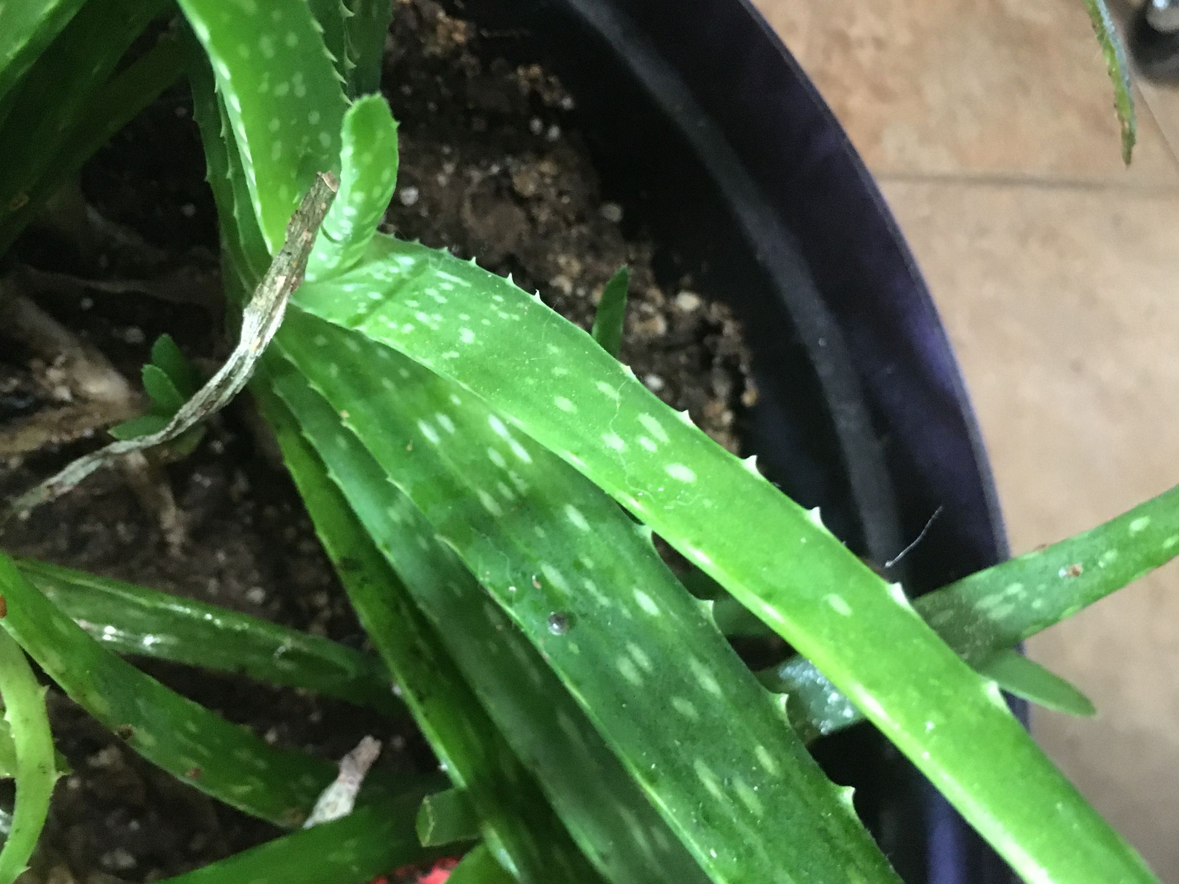 Oh No My Houseplant Is Sticky! : 4 Steps (with Pictures) - Instructables