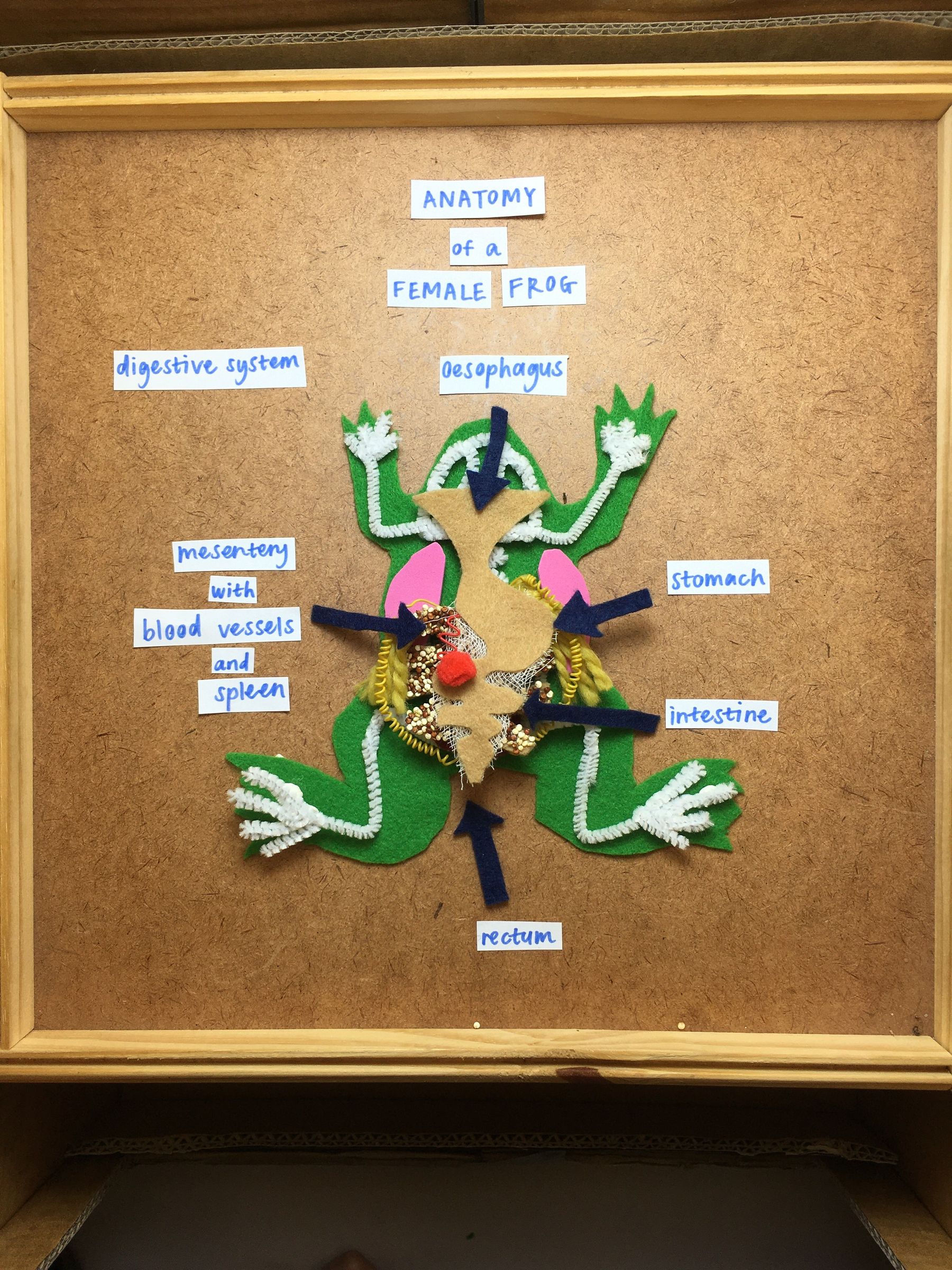 DIY Frog for Dissecting : 11 Steps (with Pictures) - Instructables