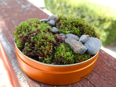 Mini Moss Garden From Backyard Materials : 4 Steps (with Pictures ...