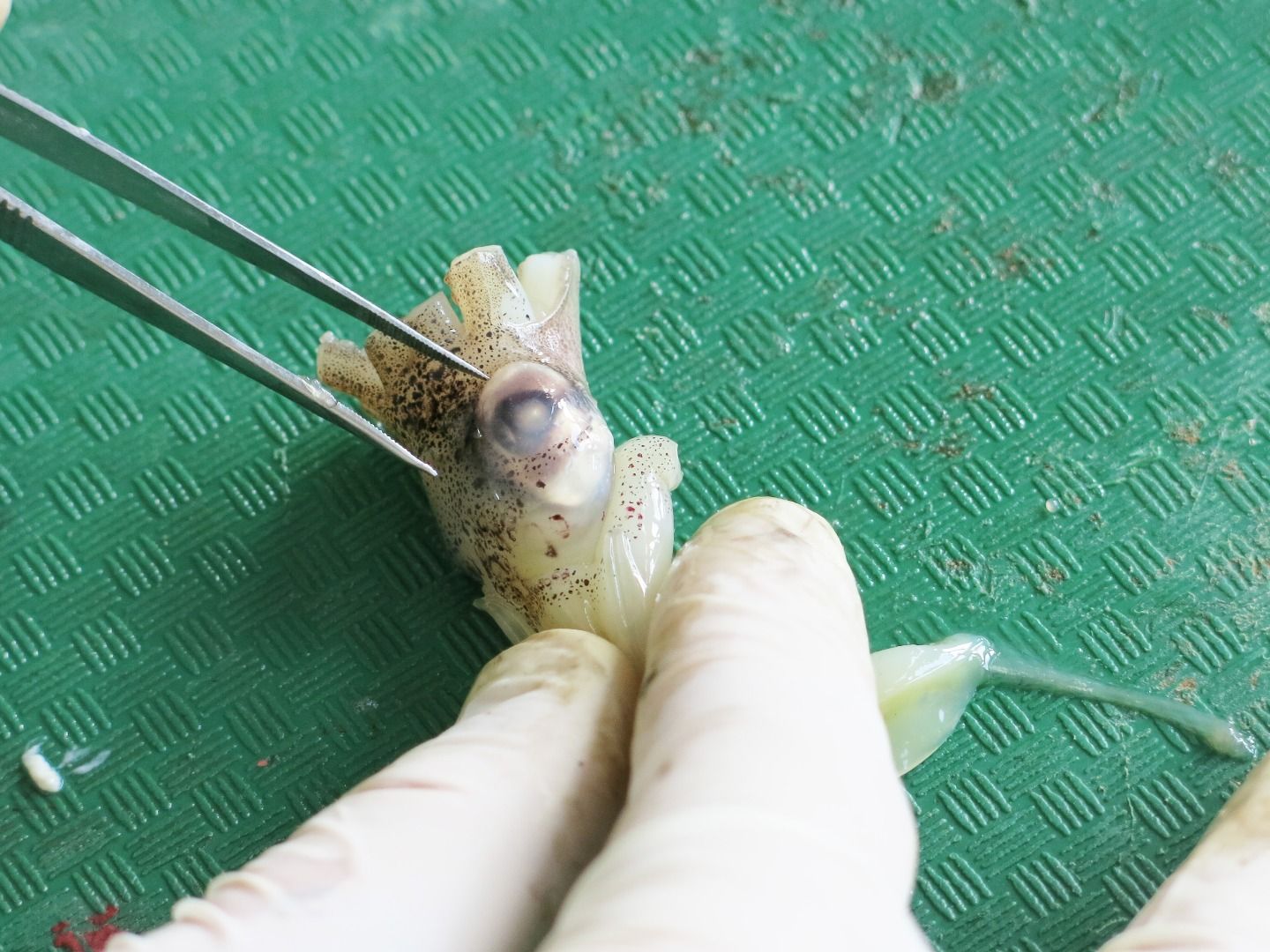 Squid Dissection : 11 Steps (with Pictures) - Instructables