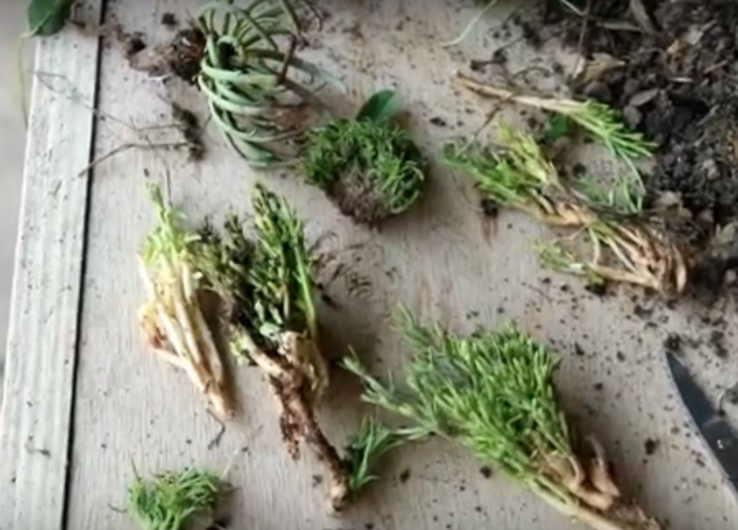 Eternal Terrarium With Ant Colony Inside! : 4 Steps (with Pictures ...