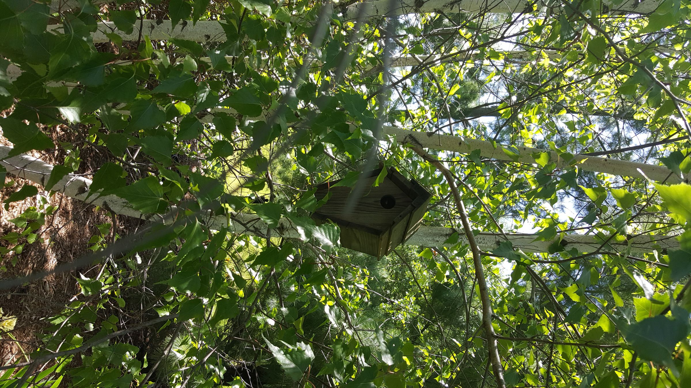 How to Fix/restore an Old Bird House : 8 Steps (with Pictures ...