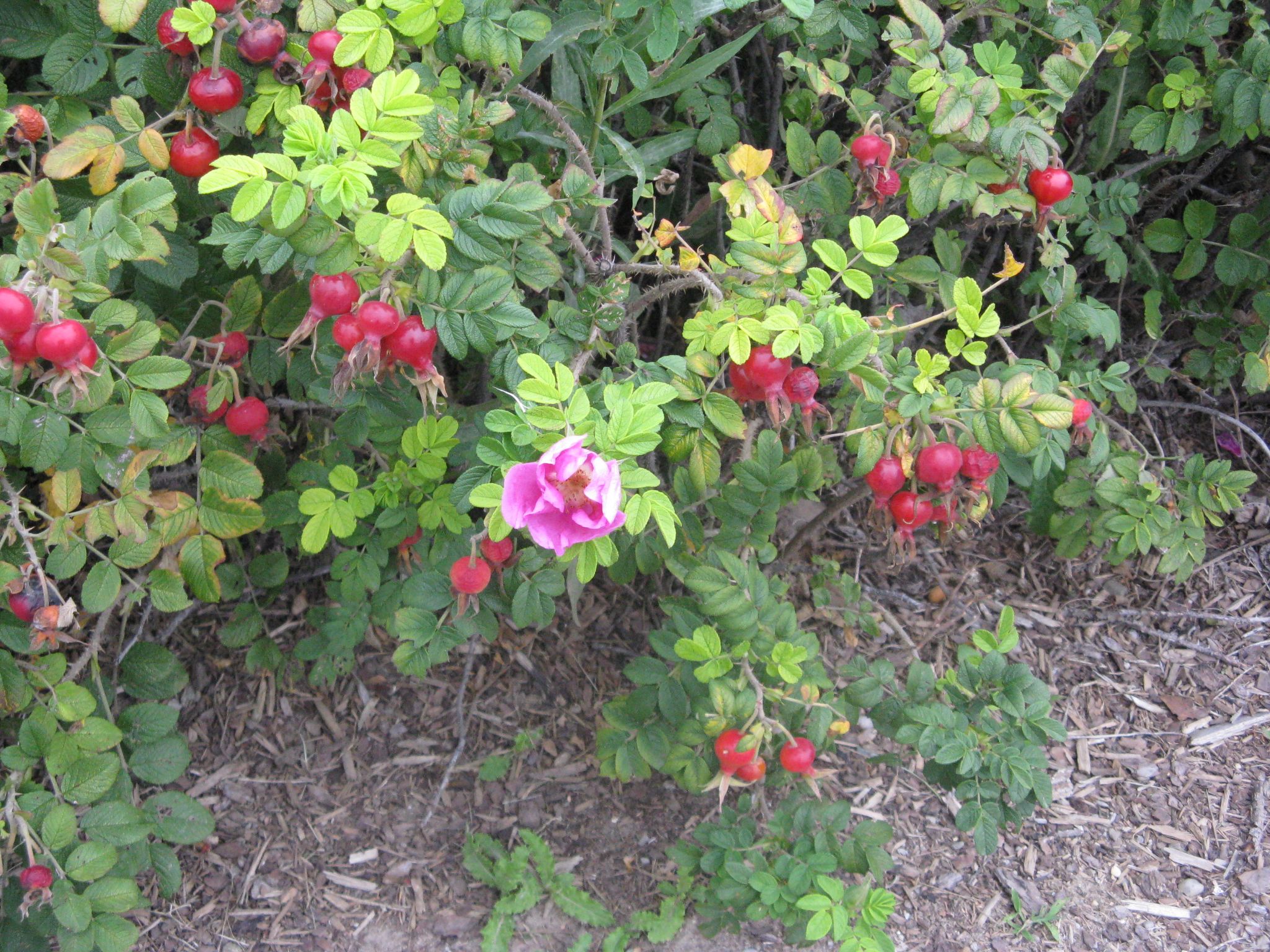 Sugar Free Rose Hip Jelly : 10 Steps (with Pictures) - Instructables
