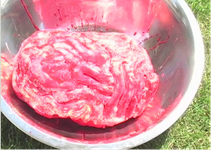 BFX: How to Make a Fake Brain : 5 Steps (with Pictures) - Instructables