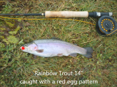 Fly Fishing Egg Pattern: Glo Bugs Made Easy! : 10 Steps - Instructables