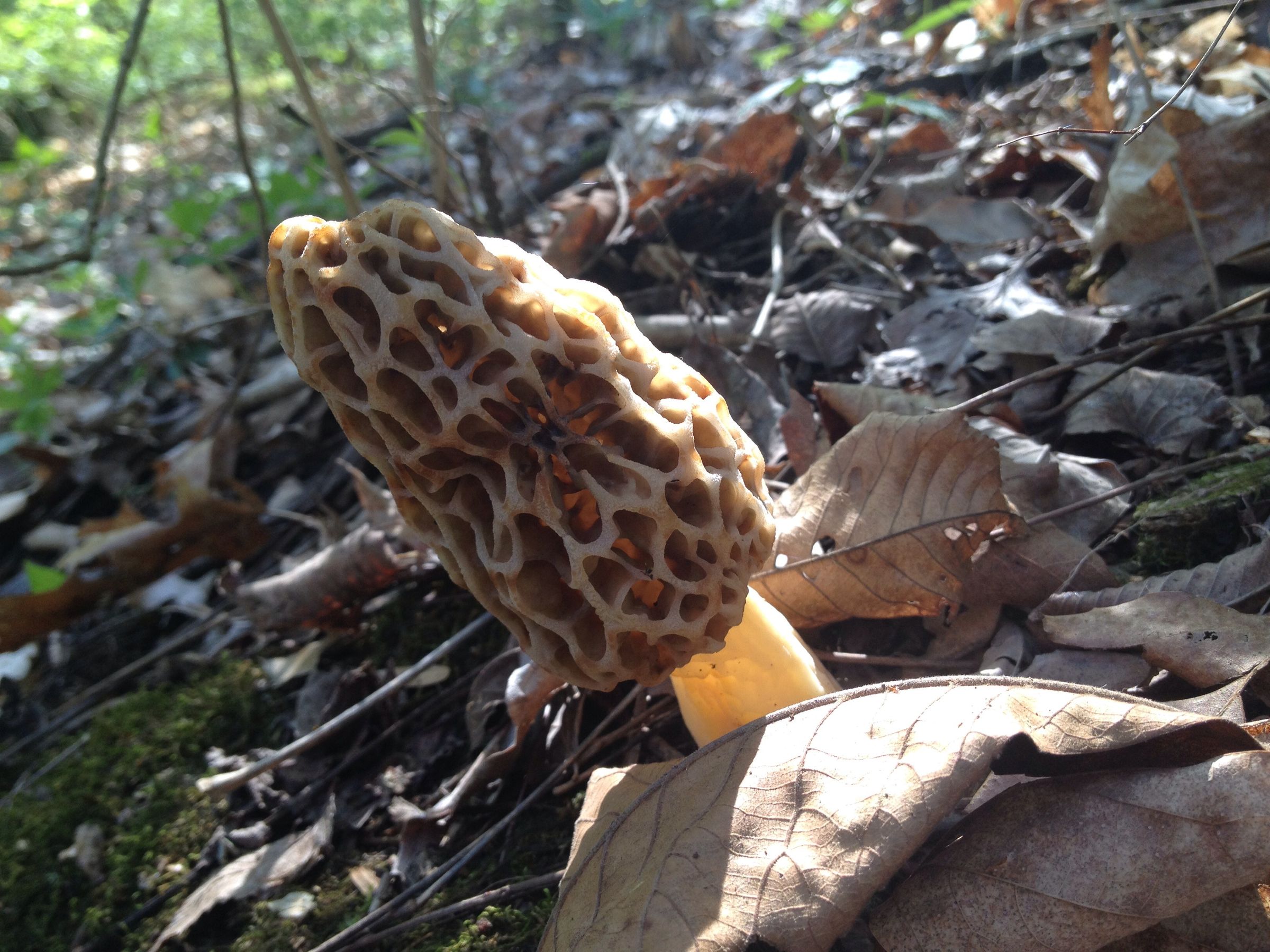 how to spot and identify morel mushrooms DIY Project to Discover ...