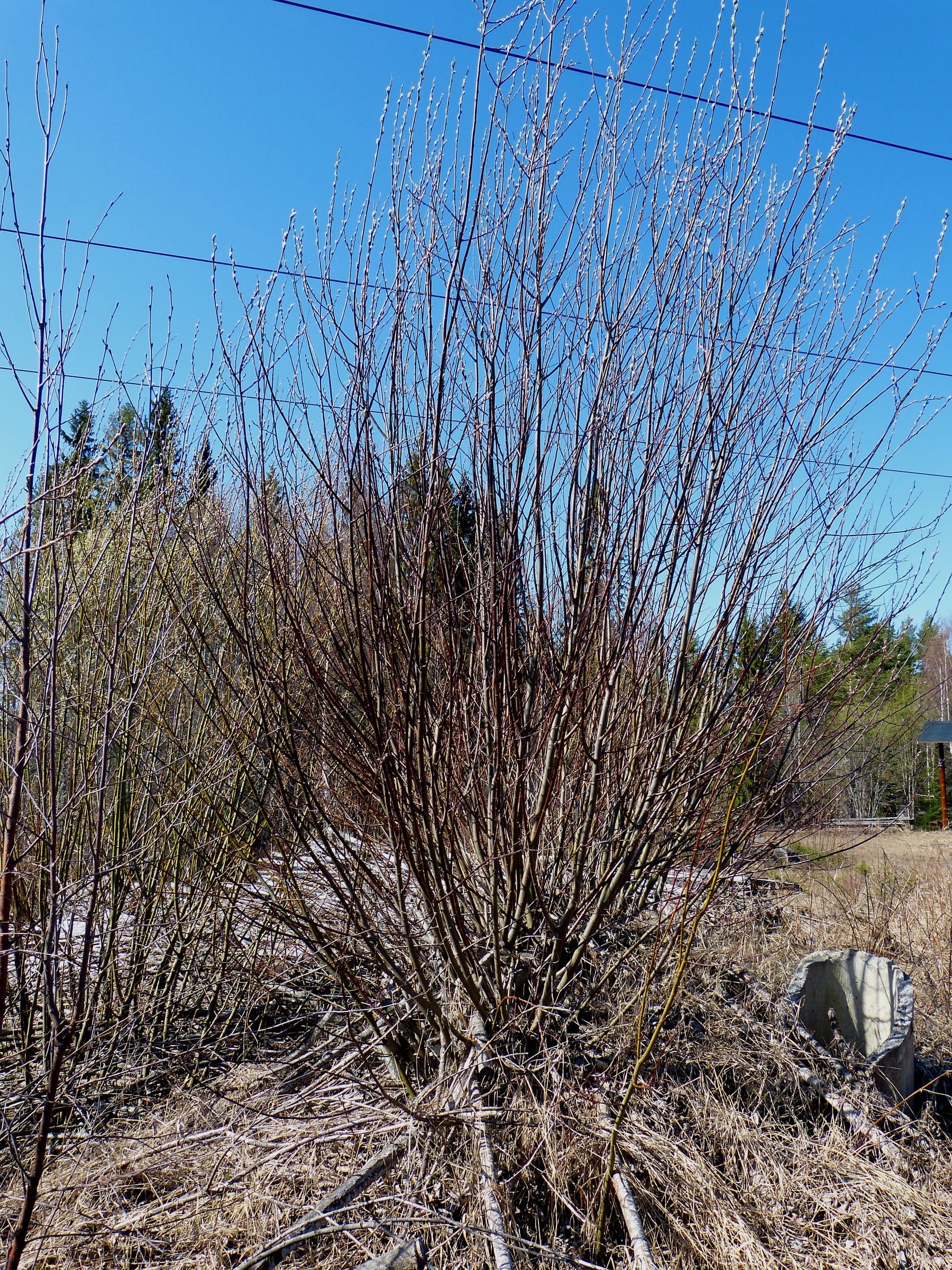 Living Willow Columns / Sculptures : 8 Steps (with Pictures ...
